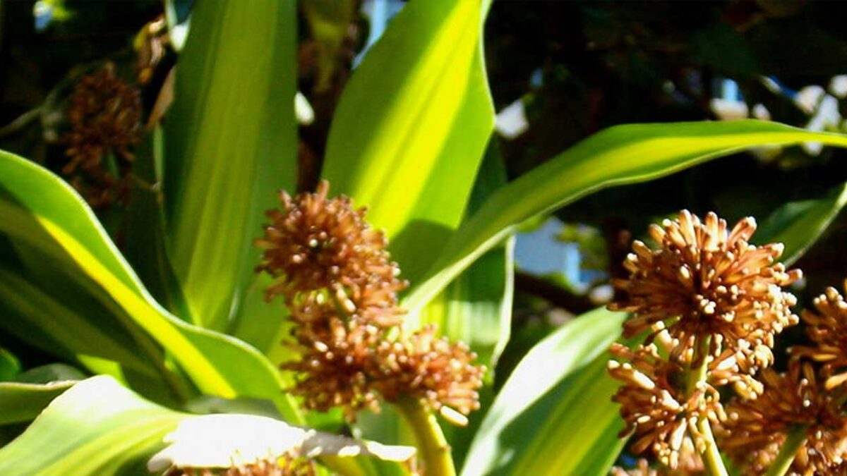 Corn Plant Flower Bud