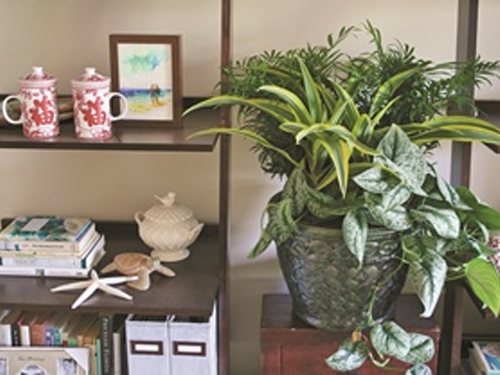 Houseplant Combinations to Light Up Your Home - Healthy Houseplants