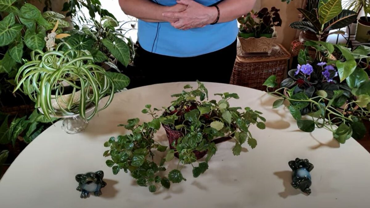 Types Of Creeping Charlie House Plant CREEPING CHARLIE, Getting To