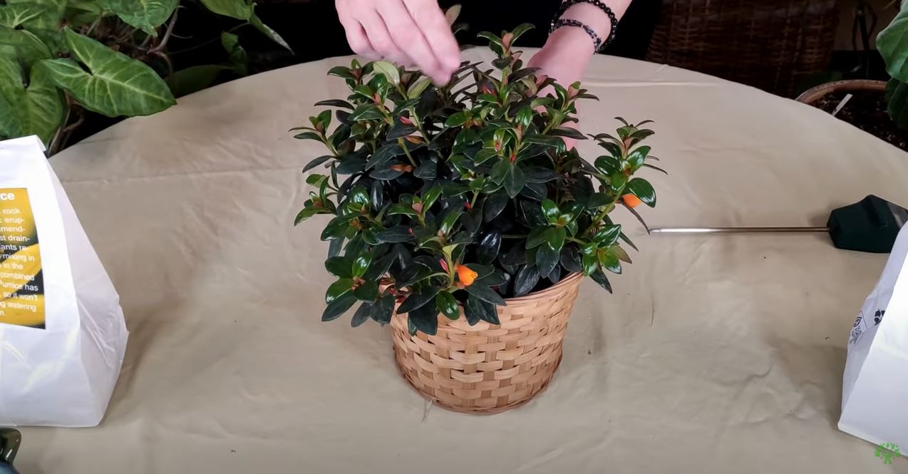 Gold Fish Plant Care: What to Know - Healthy Houseplants