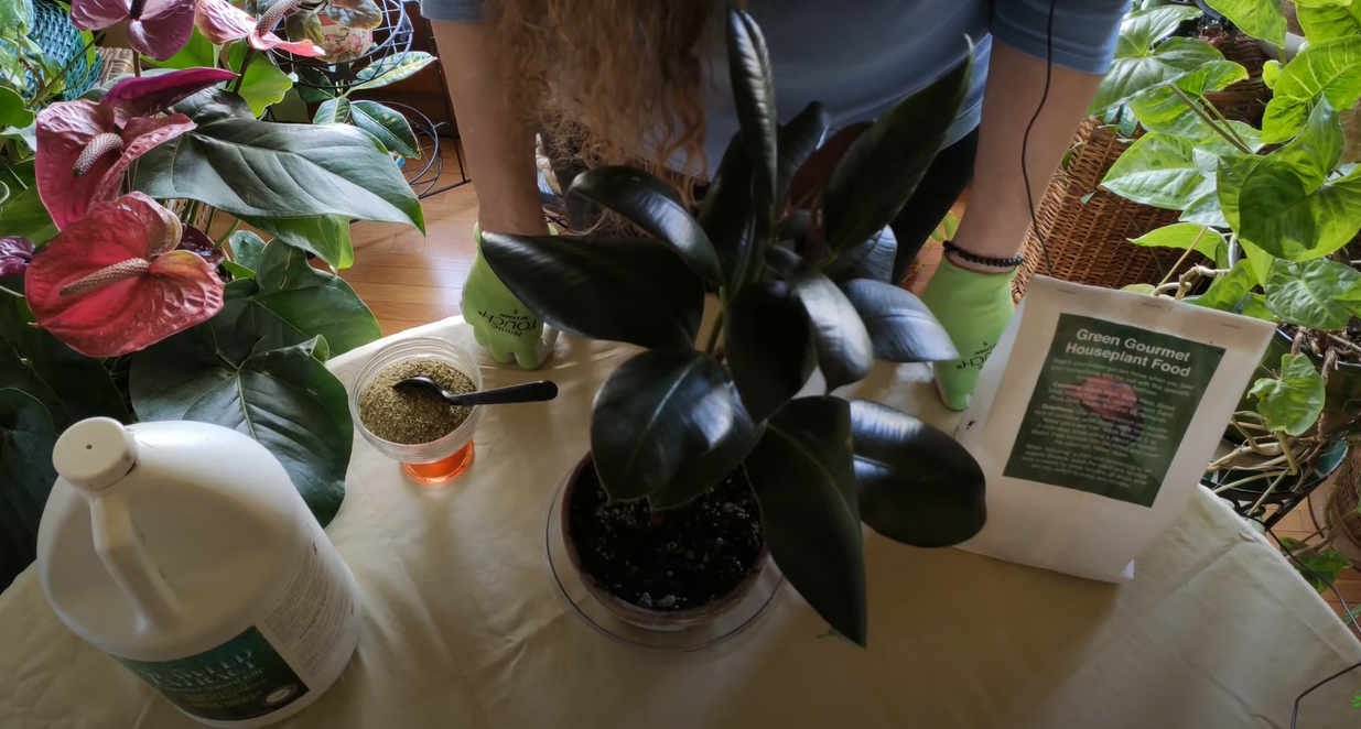 Houseplant Fertilizing Secret—Alfalfa Meal / Get Major Growth - Healthy ...