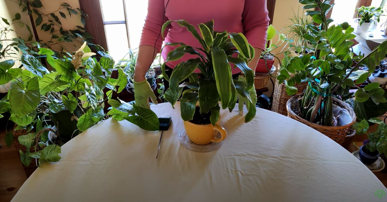 How to Know When to Repot (Part 1) - Healthy Houseplants