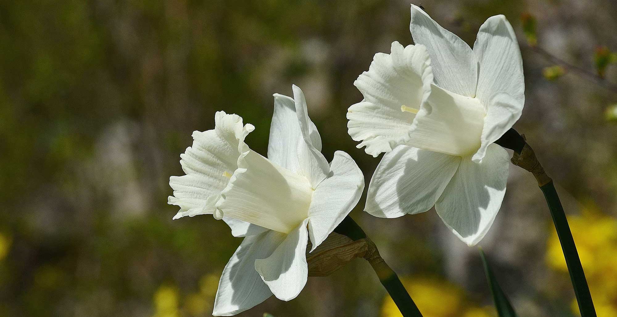 How to Grow Paperwhites Indoors: A Guide to Forcing Bulbs - Healthy ...