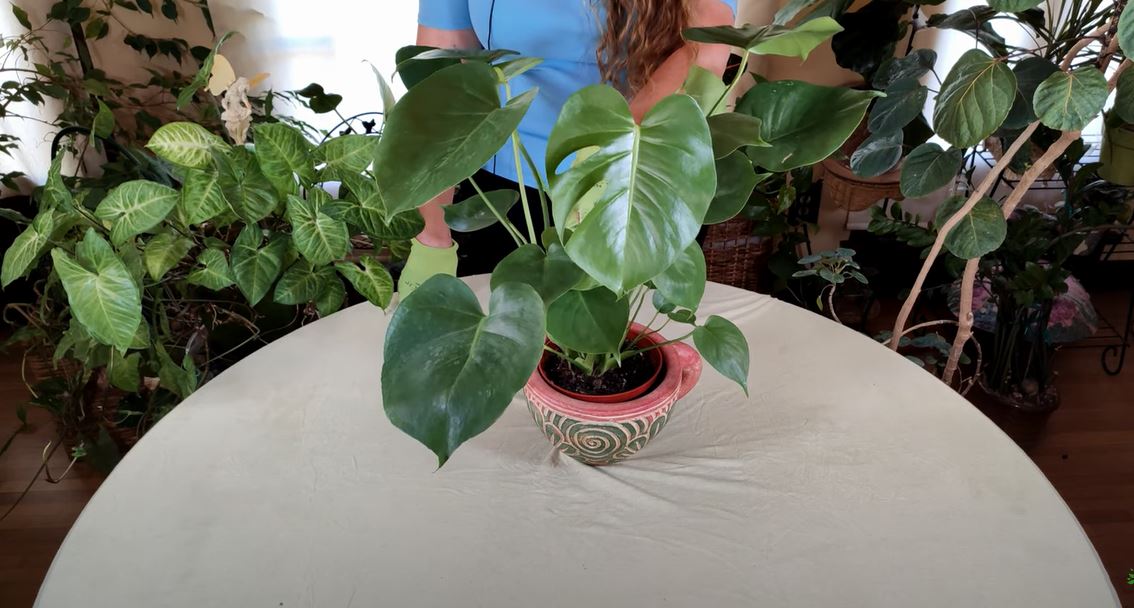 Plant Stories: Monstera Deliciosa History - Healthy Houseplants