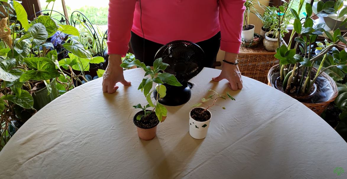 Secret to a Healthy Indoor Garden: Air Circulation - Healthy Houseplants