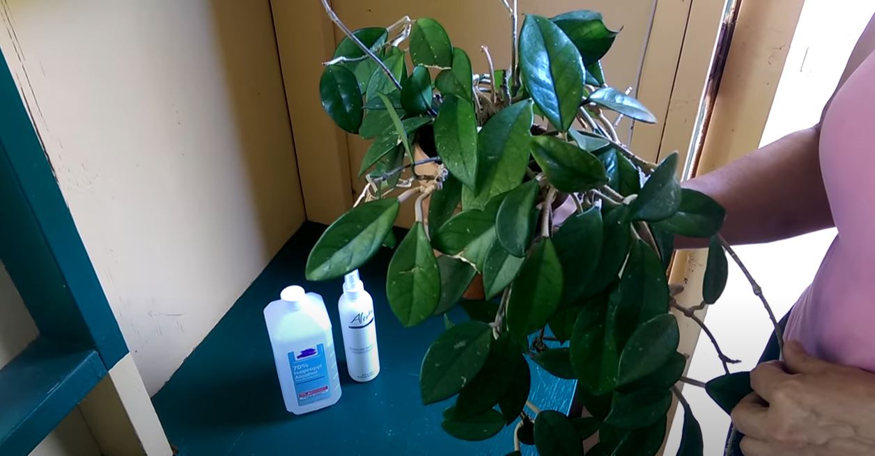 What Are the White, Cottony Bugs on My Houseplants? - Healthy Houseplants