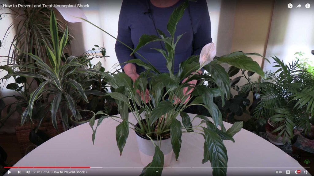 Indoor Houseplant Care Video's - Healthy Houseplants