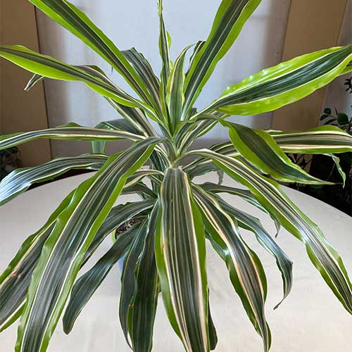 Dracaena Plant Care Guide Growing And Maintaining Vibrant Dracaena