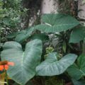 Elephant Ear (Alocasia) - Care Guide & Growing Tips 🌟 - Healthy Houseplants