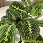 Lemon Lime Prayer Plant Care Guide 🌟 - Healthy Houseplants