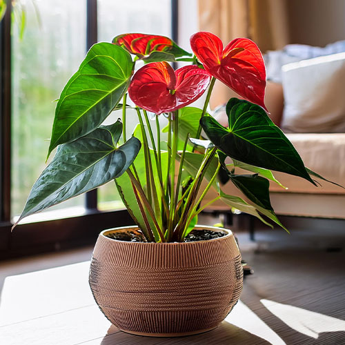 Flamingo Flower (Anthurium) Plant Care Guide 🌟 - Healthy Houseplants