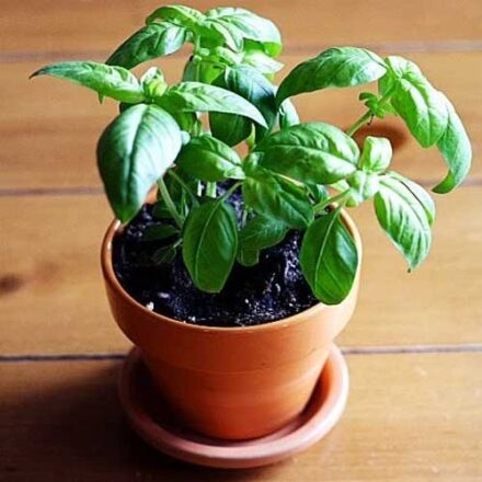 Basil Indoors: Complete Care Guide for Indoor Herb Gardening 🌟 ...