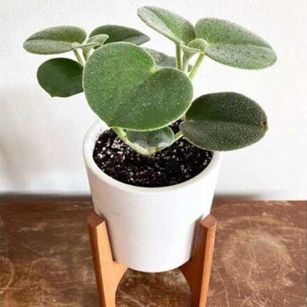 Felted Pepperface (Peperomia incana): Care Guide & Tips 🌟 - Healthy ...
