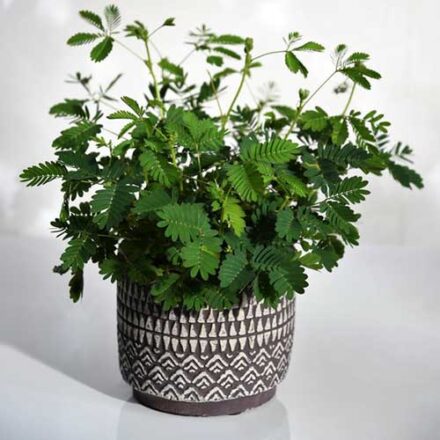 Sensitive Plant (Mimosa pudica) Care Guide 🌟 - Healthy Houseplants