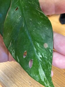 Grow Gorgeous Albo Pothos in Your Indoor Garden - Healthy Houseplants