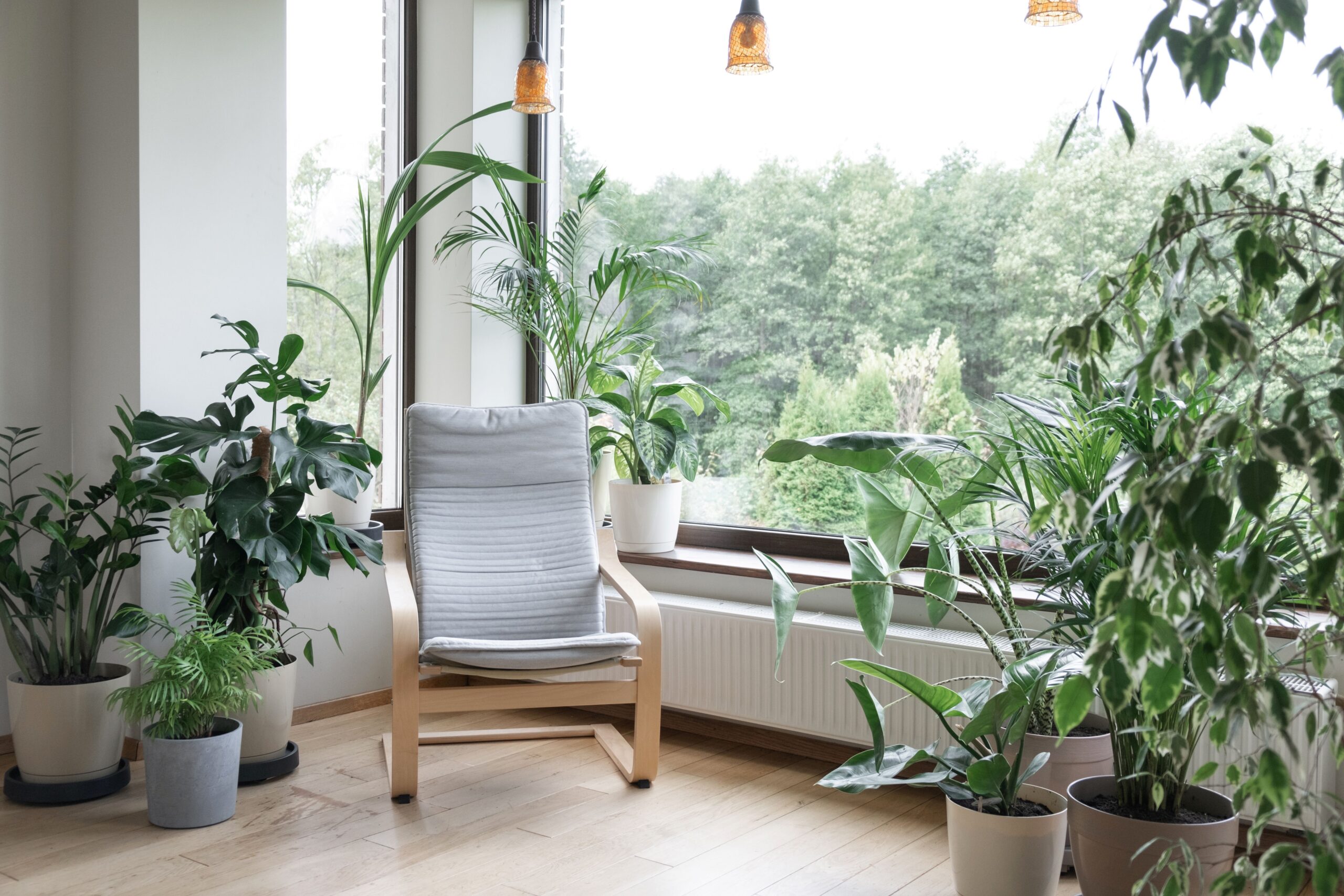 Creating Dramatic Plant Corners for Your Houseplants - Healthy Houseplants