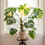 Thai Constellation Monstera Care Guide: Tips for This Stunning ...