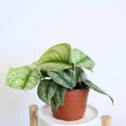 Silver Satin Pothos Care Guide: Complete Growing Tips for Scindapsus ...